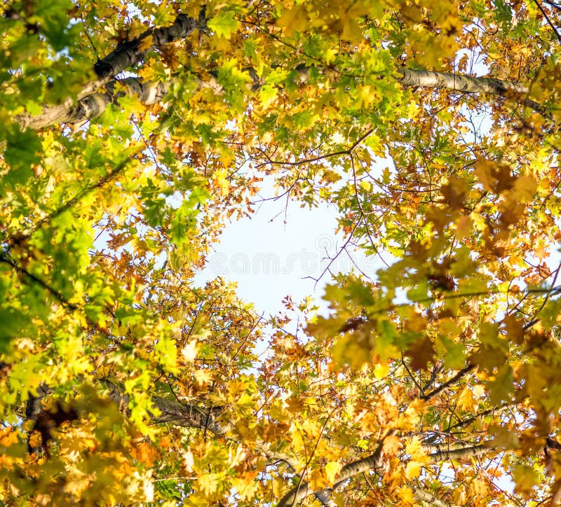 Opening in the canopy stock photo. Image of forest, october - 47288110