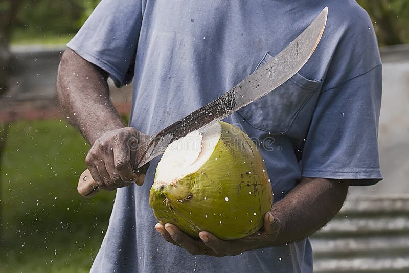 2,676 Coconut Details Stock Photos - Free & Royalty-Free Stock Photos ...