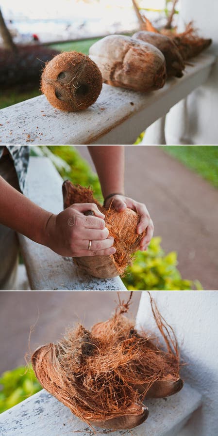 Man opening coconut stock photo. Image of beach, fruit - 116432306