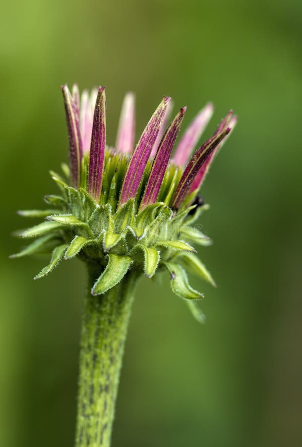 Opening Echinaces Coneflower Bud Stock Photo - Image of botanical ...
