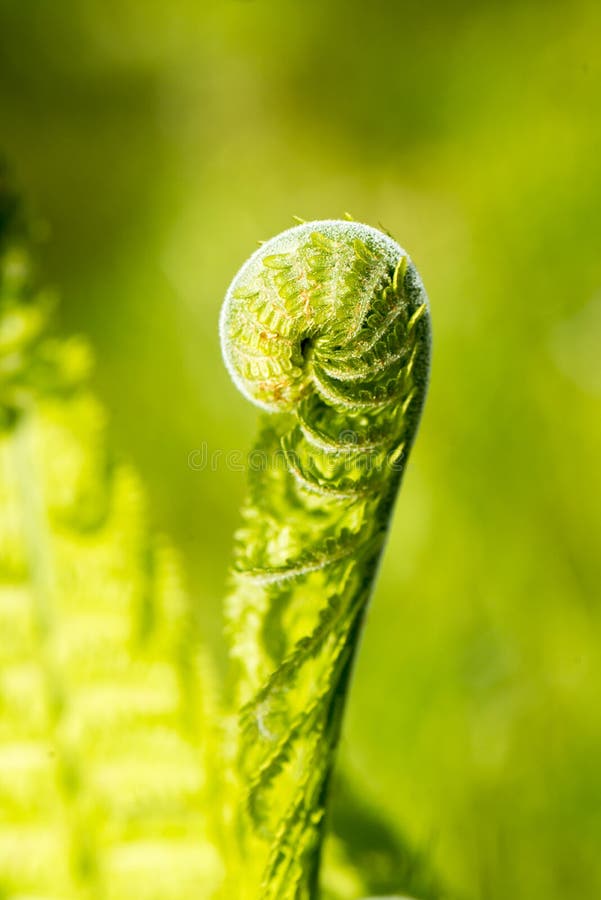 Opening fern stock photo. Image of nature, opening, morning - 40555056