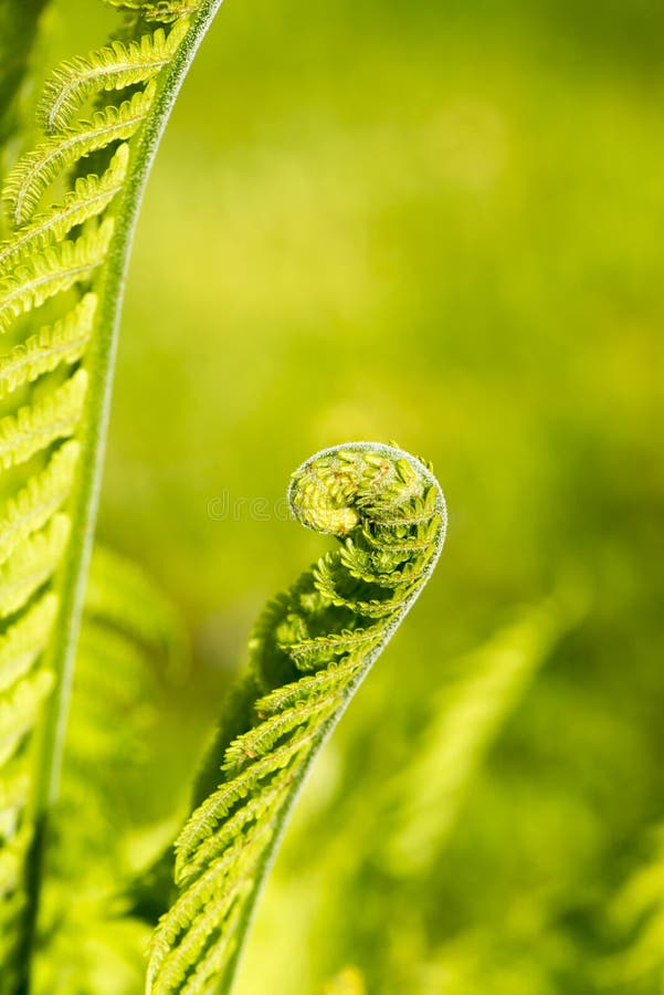 Opening fern stock photo. Image of growing, fern, opening - 40555214