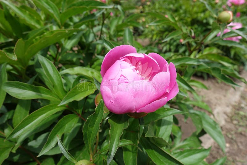 Opening Flower Bud of Pink Peony in May Stock Photo - Image of ...