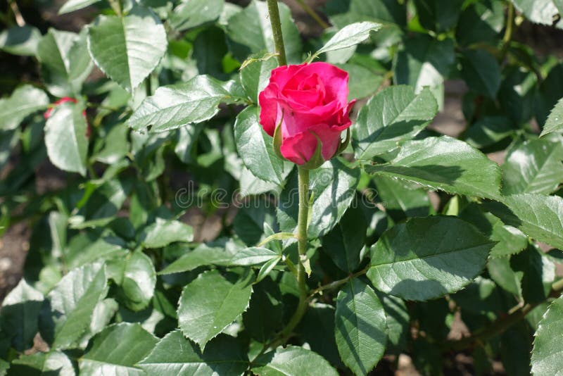Opening Flower of Magenta-colored Rose in May Stock Photo - Image of ...