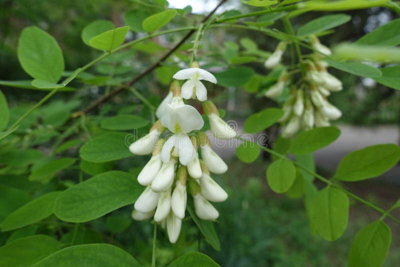 Opening Flowers of Black Locust Stock Photo - Image of blossoming ...