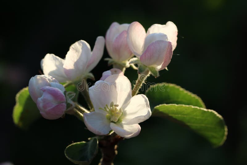 Opening Flowers of a Blooming Apple Tree Close-up Against the ...