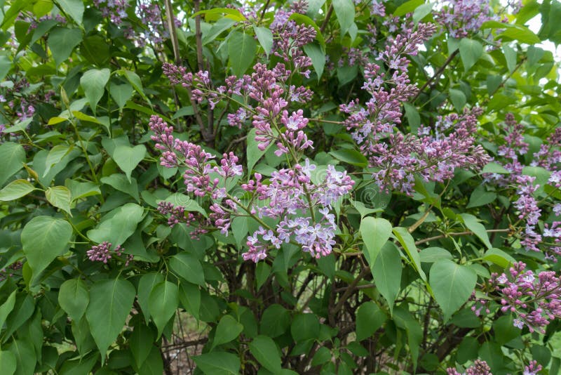 Opening Flowers of Lilac in Spring Stock Image - Image of outdoors ...