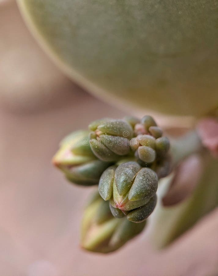 Opening plant of hashish stock image. Image of crop, hashish - 34679001