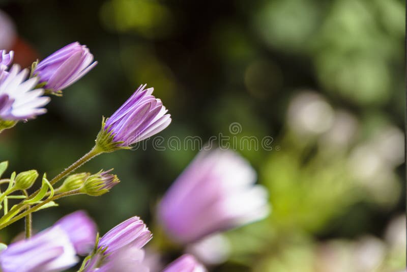 Opening flowers stock image. Image of botany, blooming - 52482835