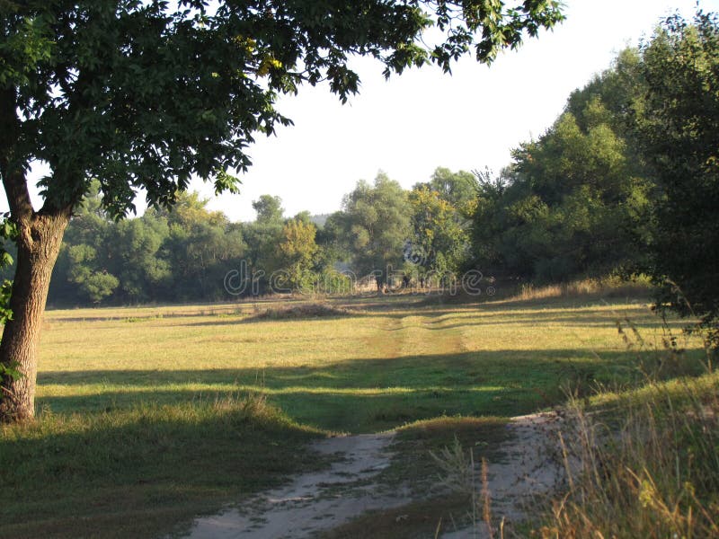 Opening of the forest stock photo. Image of trees, sunlight - 90216528