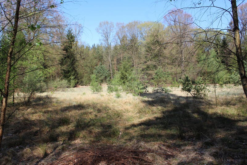 Opening in a Forest stock photo. Image of pine, trees - 114916048