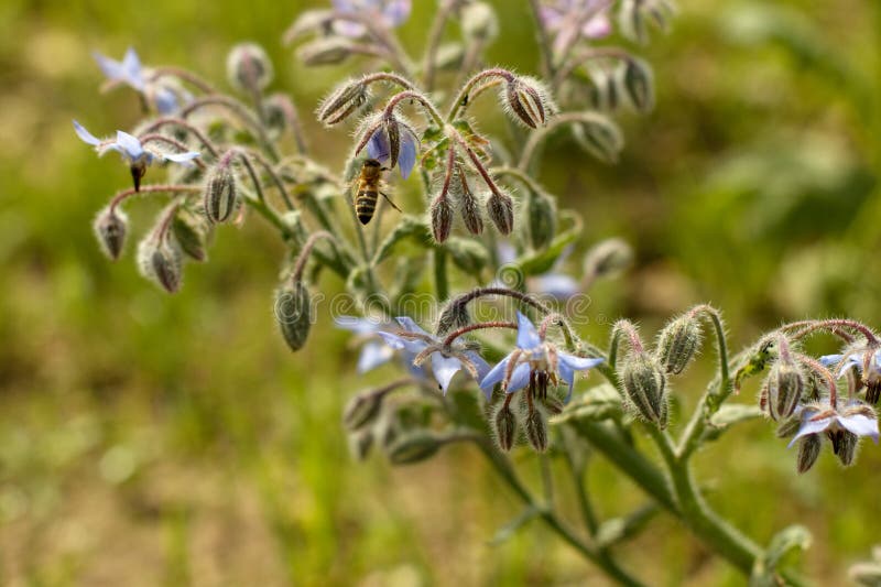 Opening Lilac Flower Bud with Bee in Spring Stock Photo - Image of ...