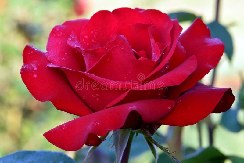 Opening Night Rose in the Sunlight Stock Image - Image of garden ...