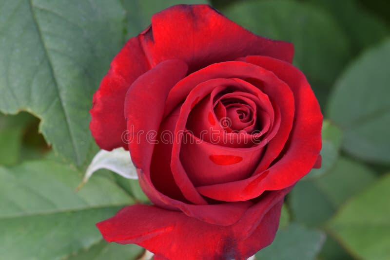 2,838 Opening Rose Stock Photos - Free & Royalty-Free Stock Photos from ...