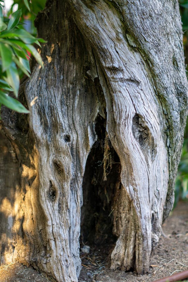 Opening in an Old Tree Trunk Stock Photo - Image of hole, horizontal ...
