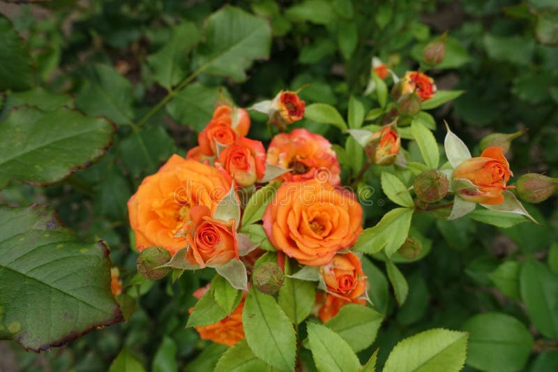 Opening Orange Flowers of Rose in June Stock Photo - Image of flower ...
