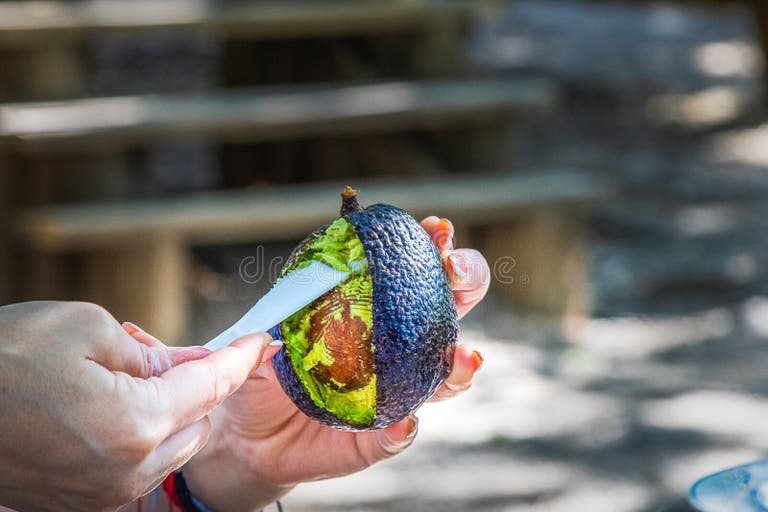 Avocado Fruit Splitting Tree Stock Photos - Free & Royalty-Free Stock ...