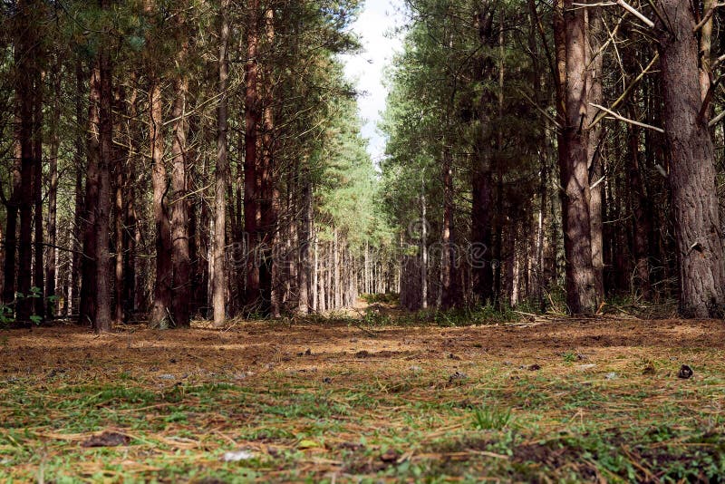 An Opening in a Pine Forest. Stock Photo - Image of shines, woods ...
