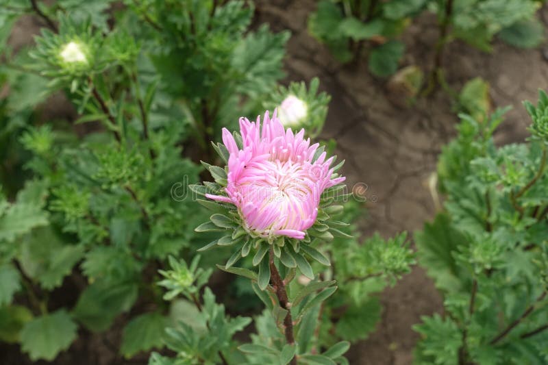 Opening Pink Flower and Buds of China Aster in August Stock Image ...