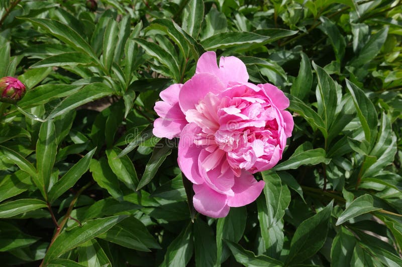 Opening Pink Flower of Peony in May Stock Photo - Image of bright ...