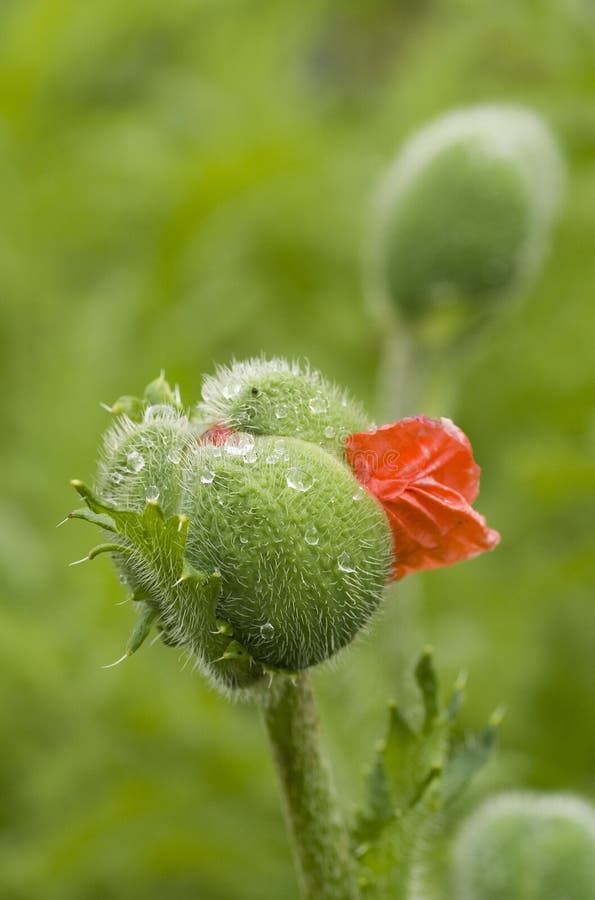 Opening poppy bud stock image. Image of awake, spring - 10277127