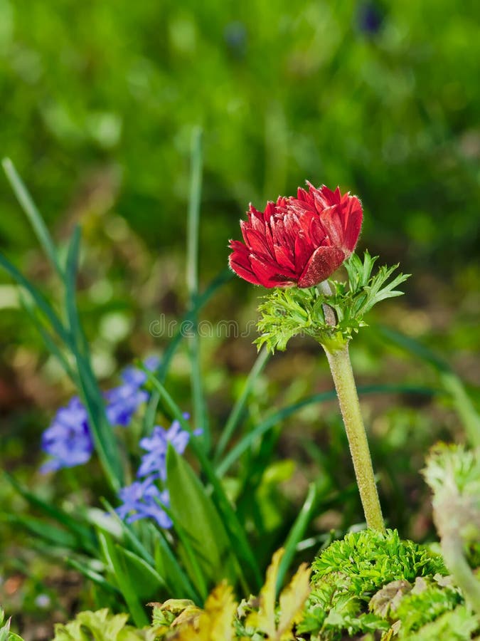 Opening red bud. stock image. Image of bloom, colour - 56790667
