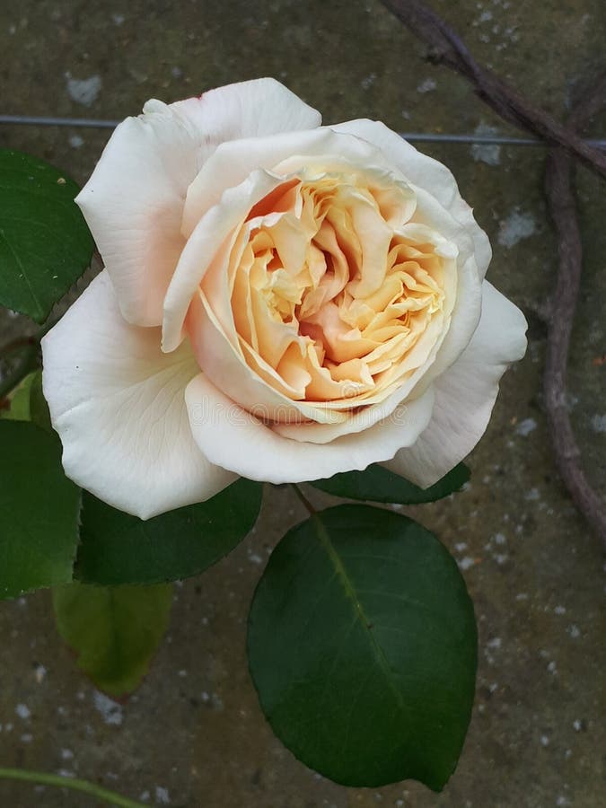 Opening Rose stock photo. Image of bloom, flower, opening - 139876646