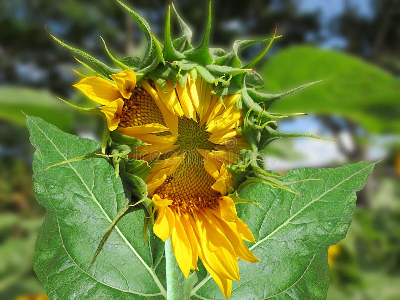 Opening sunflower stock image. Image of green, leaves - 50403115