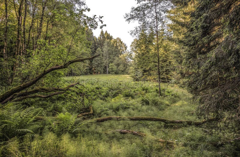 Opening To a Clearing in the Forest. Stock Image - Image of scandinavia ...