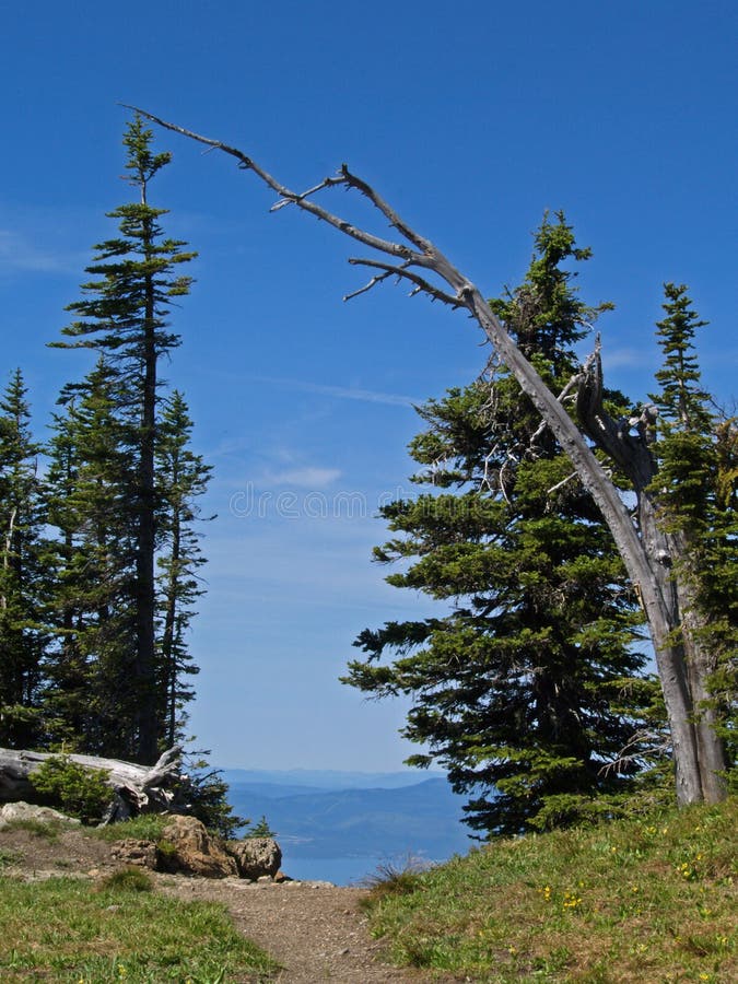 Opening To the Valley stock image. Image of vista, snag - 2683529