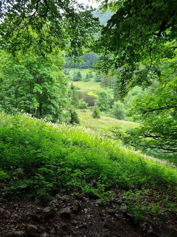 Opening Towards River and Green Forest Behind Branches of Trees Stock ...