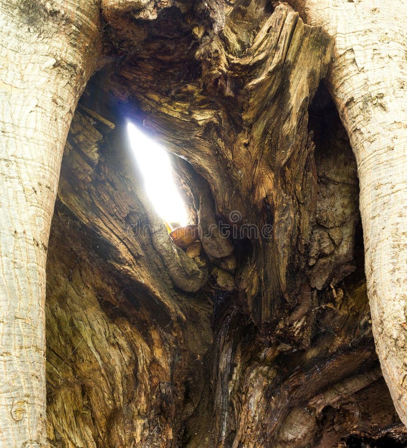 Opening in Trunk of Fig Tree Stock Image - Image of portal, hollow ...