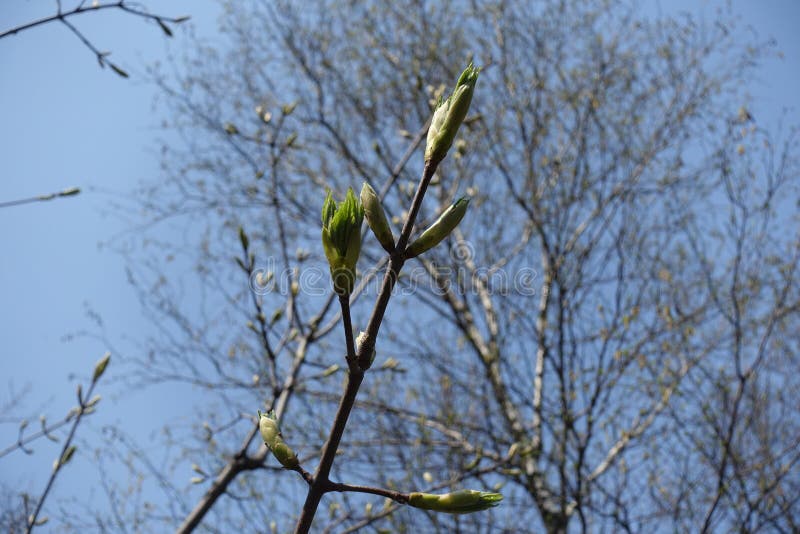 Opening Vegetative Buds of Maple in Spring Stock Photo - Image of scaly ... Opening Vegetative Buds of Maple in Spring Stock Photo - Image of scaly ...