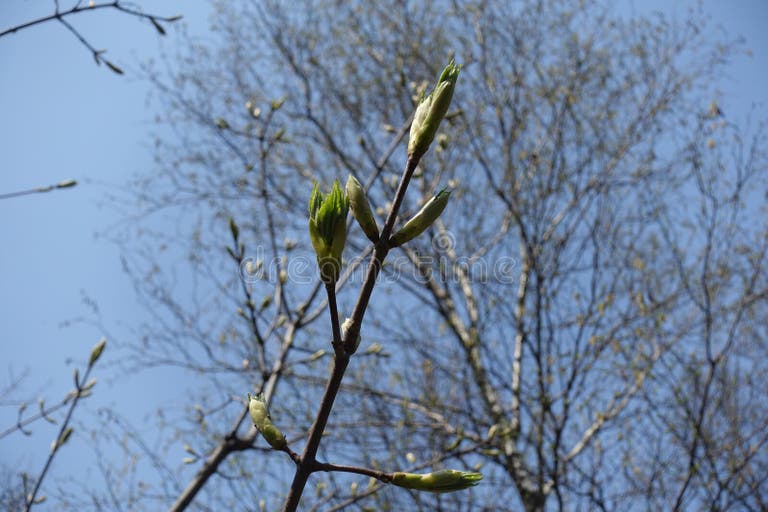 Opening Vegetative Buds of Maple in Spring Stock Photo - Image of scaly ...