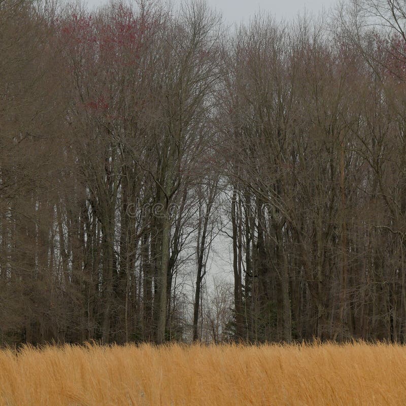 Opening in a Wall of Trees stock image. Image of natural - 113463761