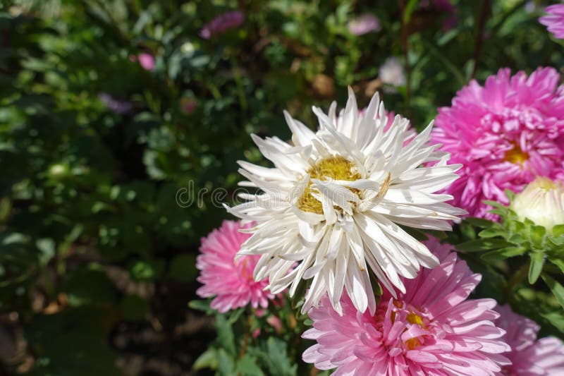 Opening White Flower China Aster Stock Photos - Free & Royalty-Free ...