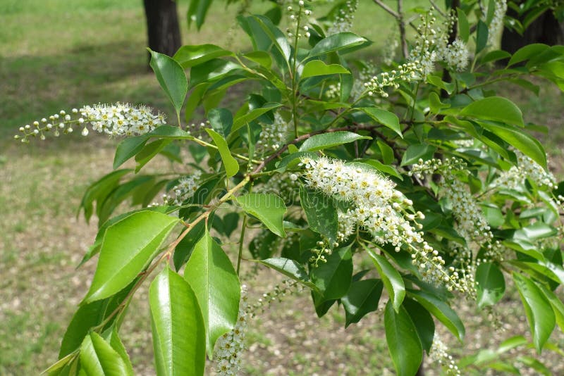 Opening White Flowers of Prunus Serotina in May Stock Image - Image of ...
