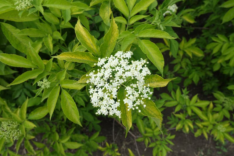 Opening White Flowers of Sambucus Nigra Stock Photo - Image of ...