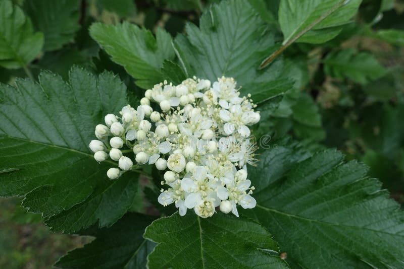 Opening White Flowers of Sorbus Aria Stock Image - Image of season ...
