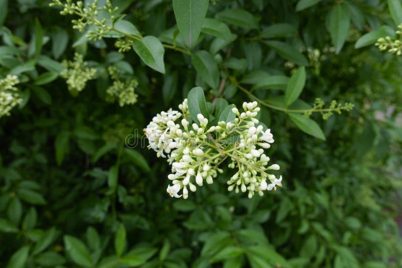 Opening White Flowers of Wild Privet Stock Image - Image of ornamental ...