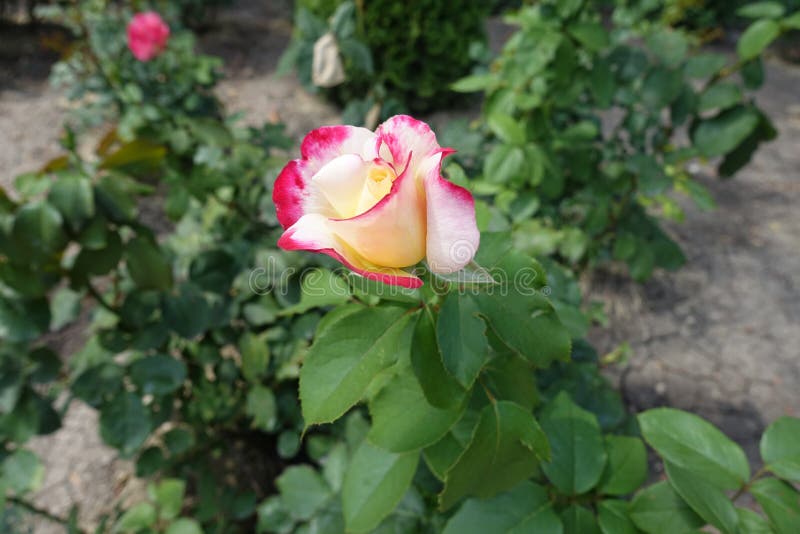 Opening White and Pink Flower of Rose in July Stock Image - Image of ...