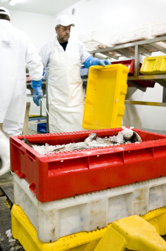 Operaio Di Fabbrica Alimentare Fotografia Stock - Immagine di operaio ...