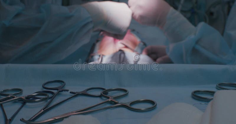 In the Operating Room of a Veterinary Clinic, a Surgeon Performs ...