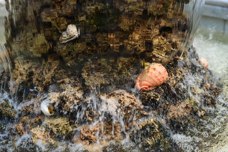 179 Falling Shells Stock Photos - Free & Royalty-Free Stock Photos from ...