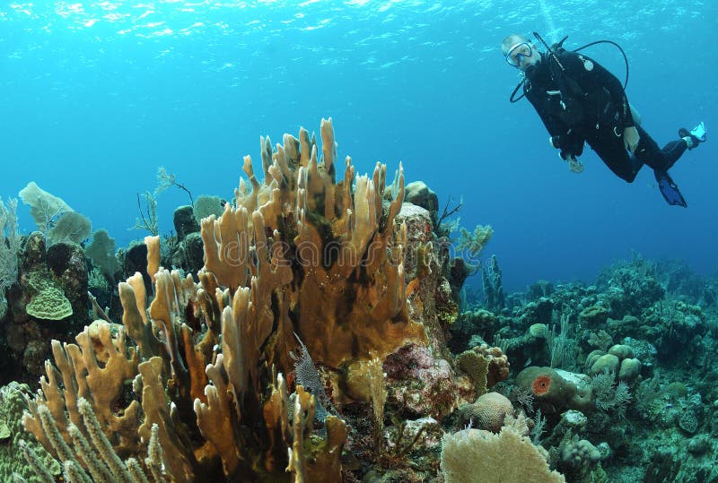 Barriera Corallina Caraibica Immagine Stock - Immagine di subacqueo ...