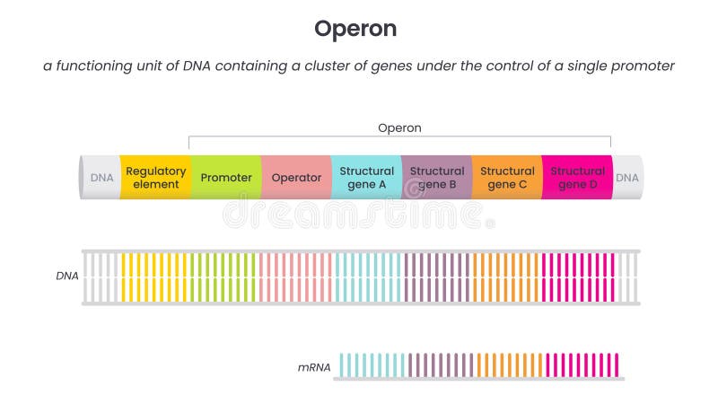 Operon Genome Science Educational Vector Illustration Stock Vector ...