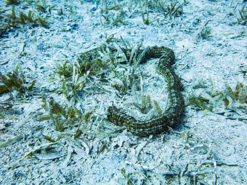 Opheodesoma Stock Photos - Free & Royalty-Free Stock Photos from Dreamstime