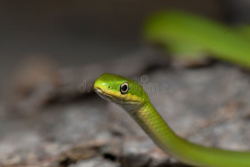 Opheodrys aestivus stock image. Image of aestivus, science - 3747823