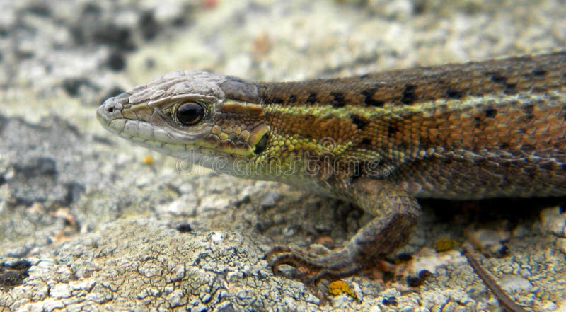Ophisops Elegans - Snake-eyed Lizard Stock Photo - Image of lizards ...
