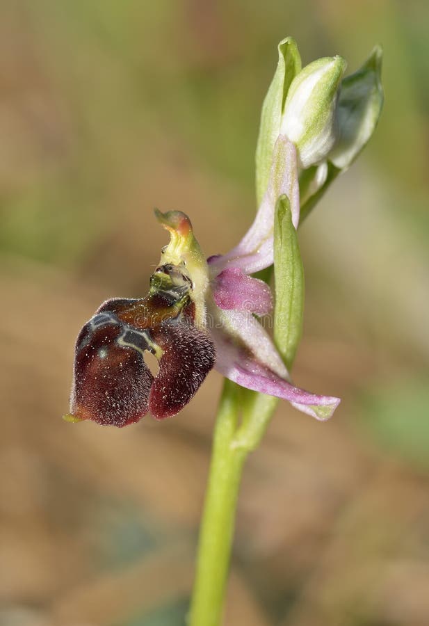 Ophrys elegans Orchid stock image. Image of mediterranean - 81348145